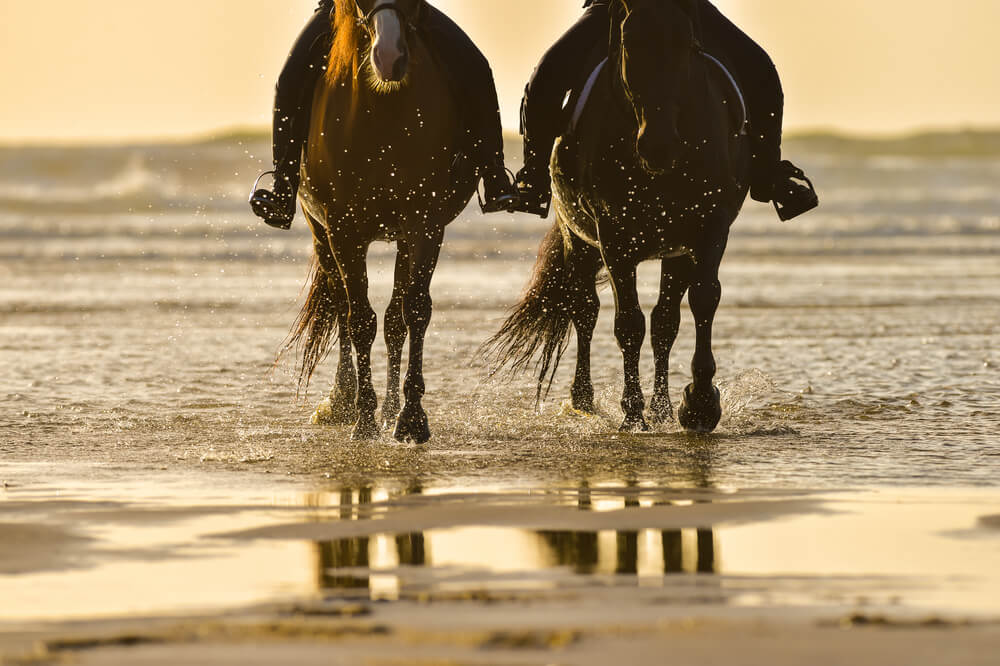 Saddle Up & Go Horseback Riding in Ocean Shores - Oyhut Bay Seaside Resort